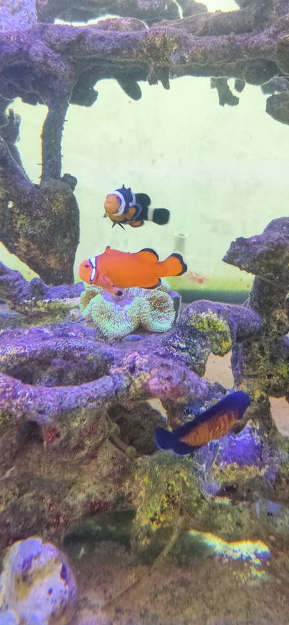 Fish Nemo Beautiful Aquarium Stock Image - Image of aquarium, fishhoby ...