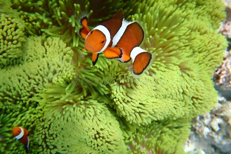 Fish Nemo Clown Wildlife Cute Baby Wild Stock Photo - Image of nemo ...