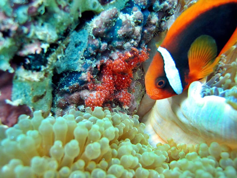 Fish Nest stock image. Image of marine, fish, eggs, family - 1232095