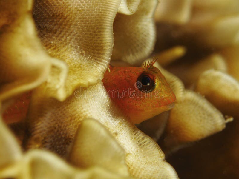 Fish in nest stock image. Image of ringneck, parablennius - 22077597