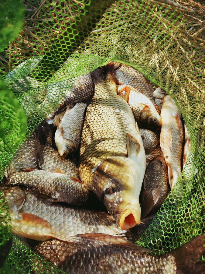 Fish in a net stock image. Image of fish, catch, crucian - 184562865