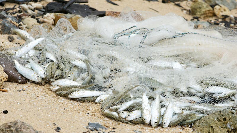 Fish in a net stock photo. Image of tropical, ocean, atlantic - 26773454