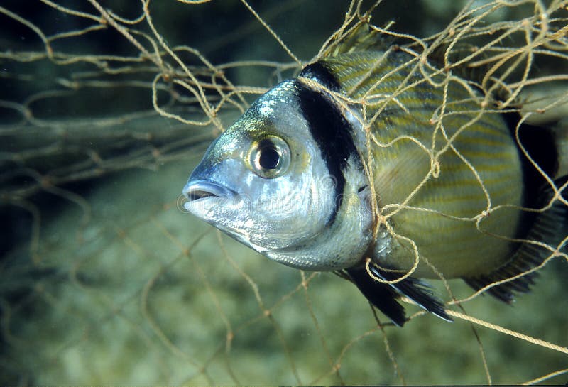 Fish in the net stock image. Image of pacific, blue, outdoor - 2965869