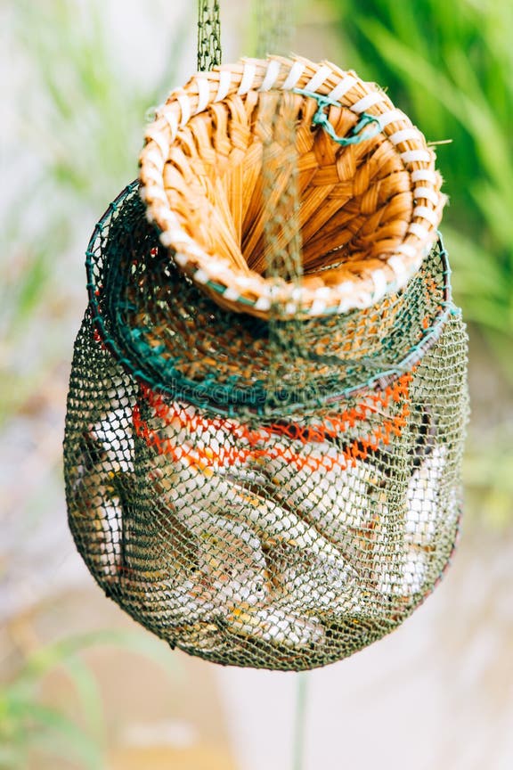 Fish in the net basket stock photo. Image of tool, countryside - 155590690