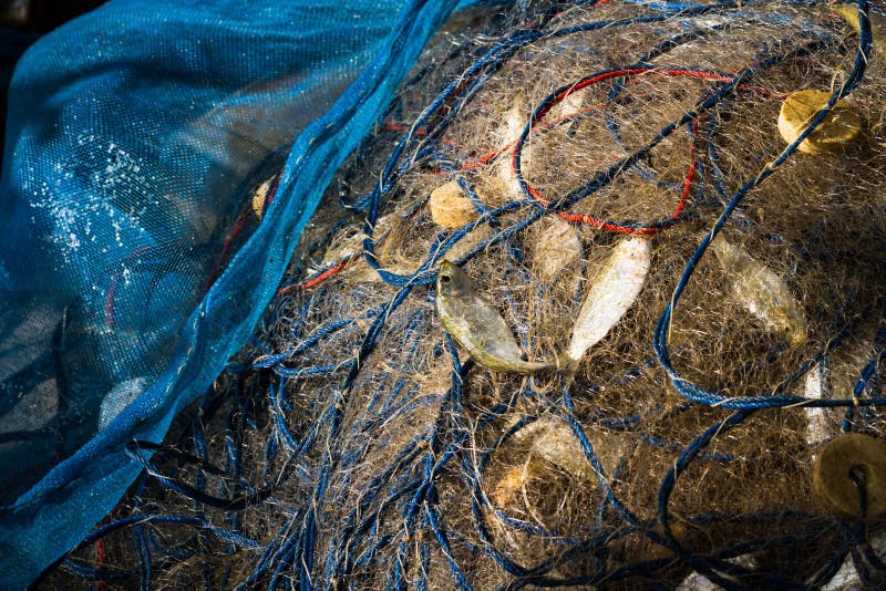 Fish in net stock image. Image of sparkle, marine, life - 45627157