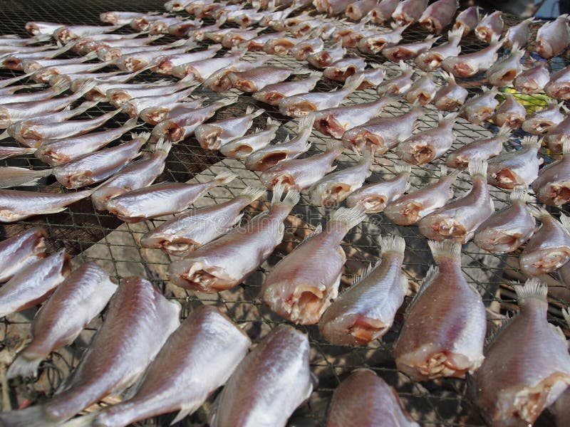 Fish on the Net Dried in the Sun To Cook Stock Photo - Image of fishing ...
