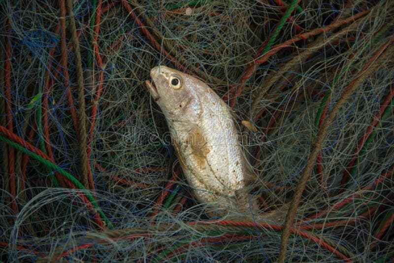 Fish Net stock image. Image of activity, ocean, angler - 13932679