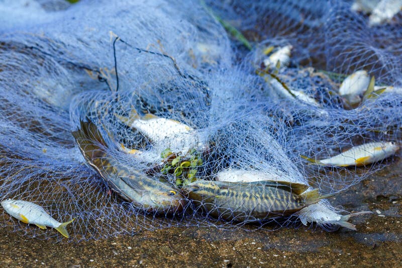 Fish in net ,Fishing net . stock photo. Image of hand - 92741878