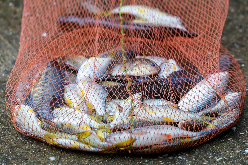 Fish in net ,Fishing net . stock image. Image of lake - 92742011