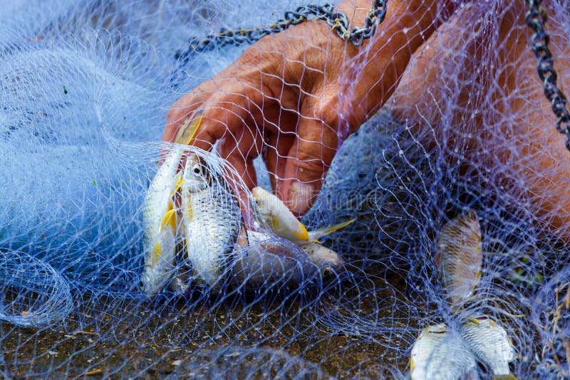 Fish in net ,Fishing net . stock photo. Image of brown - 92742060