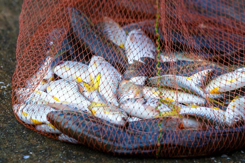 Fish in net ,Fishing net . stock image. Image of network - 92742153