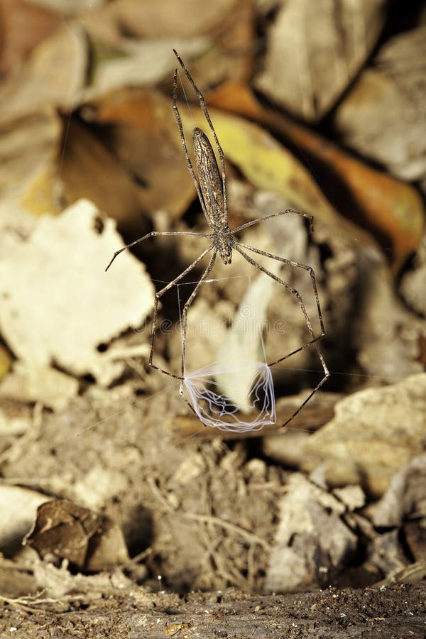Fish net spider stock photo. Image of predator, wildlife - 14158686