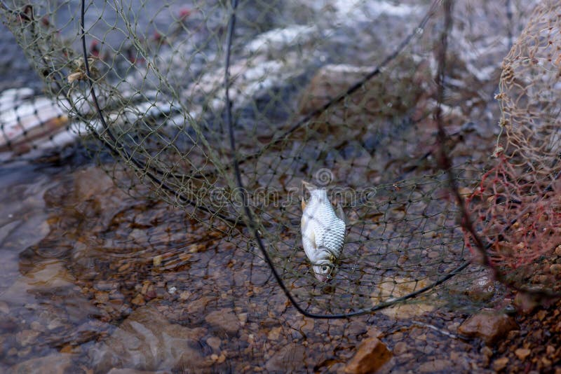 Fish in Net Trapped S Fisherman Stock Image - Image of food, commercial ...