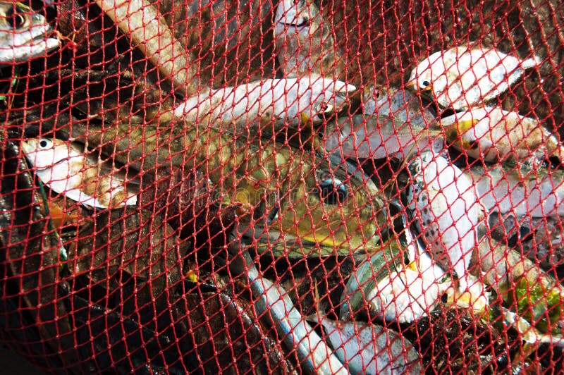 Net Is Full Of Fish. Nice Catch! Stock Image - Image of fishery, alive ...