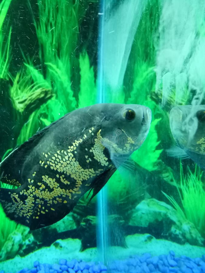 Fish stock image. Image of nice, color, fish, look - 119628931