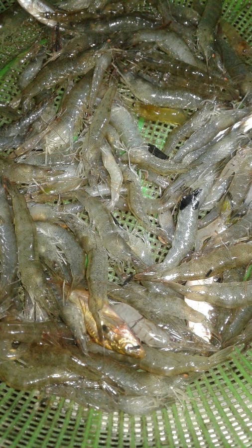 Fish nice picture stock photo. Image of daintier, fish - 152515060