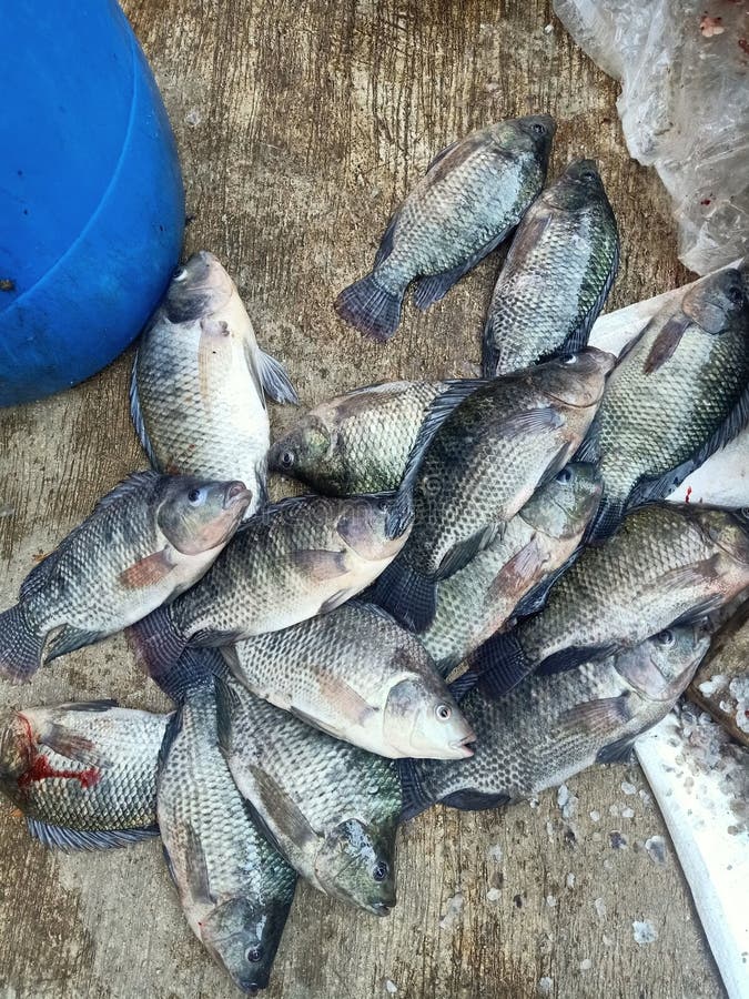 Fish nila water fresh stock image. Image of segar, water - 290603751