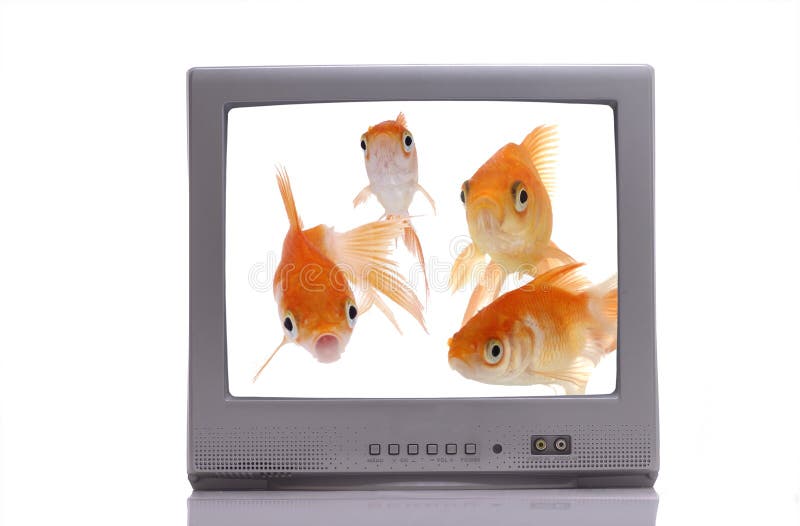 Fish Staring Screen Stock Photos - Free & Royalty-Free Stock Photos ...