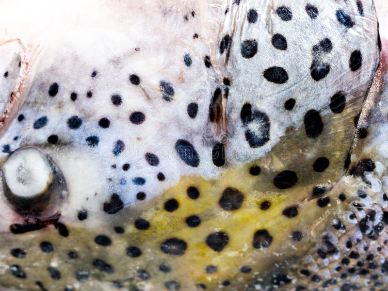 The Fish object. stock image. Image of pieces, appetizer - 71317389