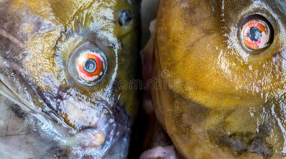 The Fish object. stock image. Image of salted, healthy - 92342813