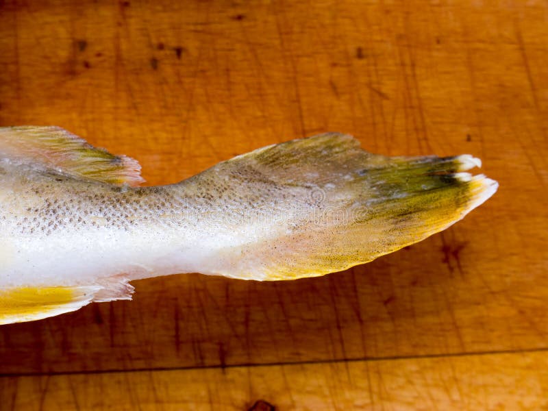 The Fish object. stock image. Image of healthy, natural - 71328913