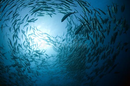 2,525,853 Fish Stock Photos - Free & Royalty-Free Stock Photos from ...