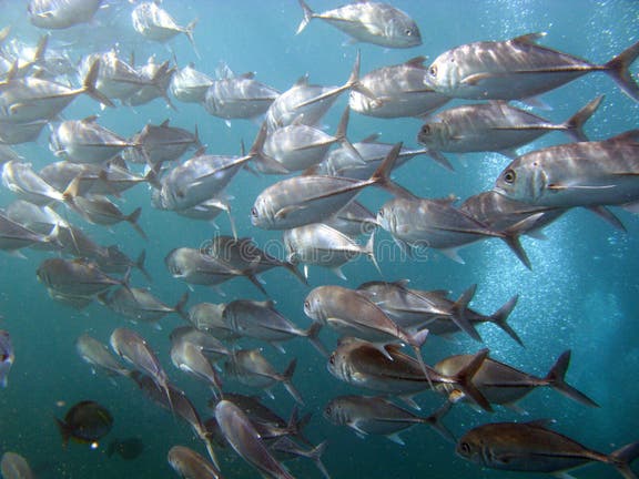 Fish - ocean life stock photo. Image of hobby, angler - 9680110