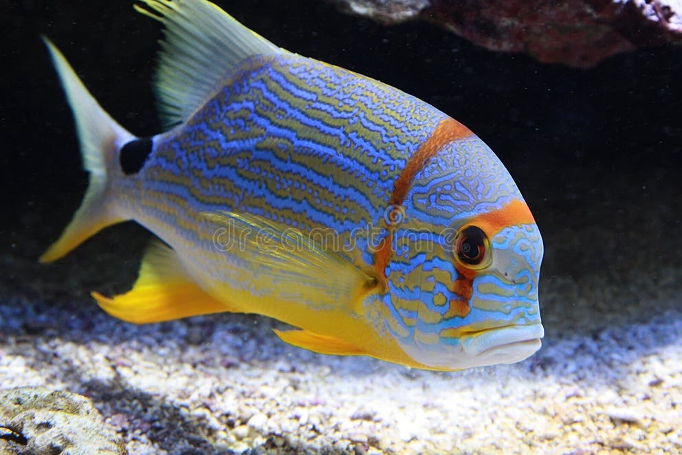 Fish editorial image. Image of diving, dazur, plants - 80049260