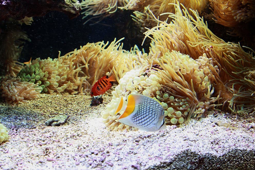 Fish editorial photo. Image of oceanographic, plants - 80049896