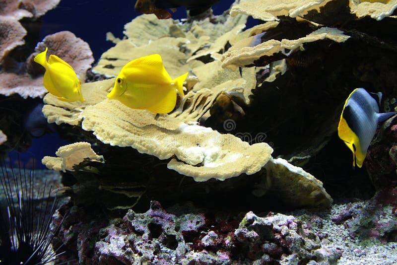 Fish editorial photography. Image of plants, arts, mediterranean - 80049897