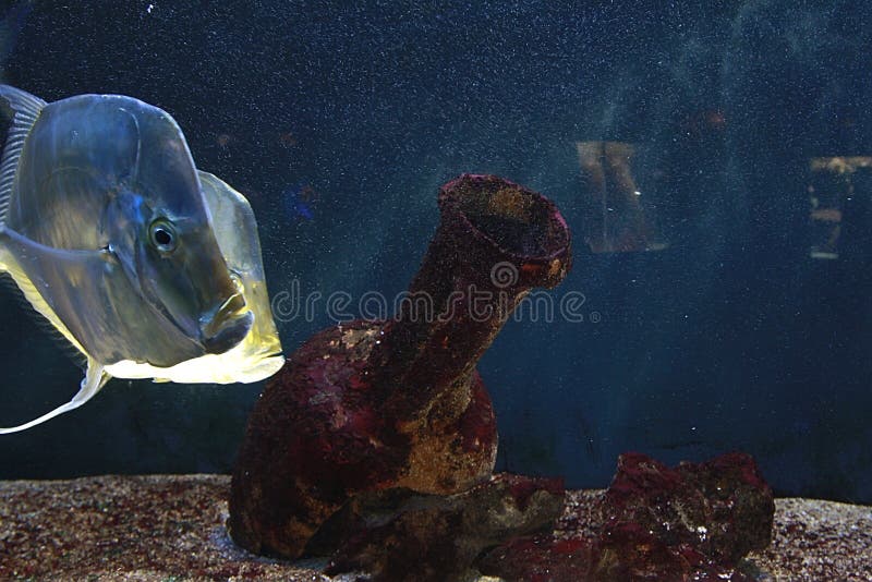 Fish editorial image. Image of goldfish, monaco, fishbowl - 80050010