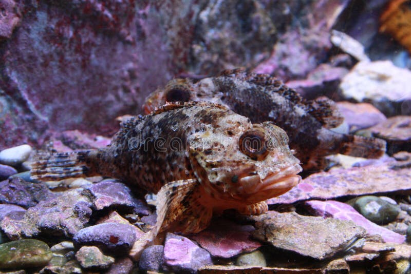 Fish stock image. Image of fish, french, aquarium, education - 80052111