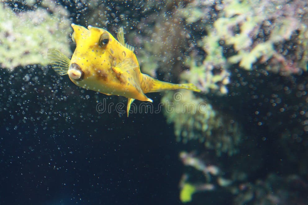 Fish stock photo. Image of dazur, monte, french, locations - 80052120