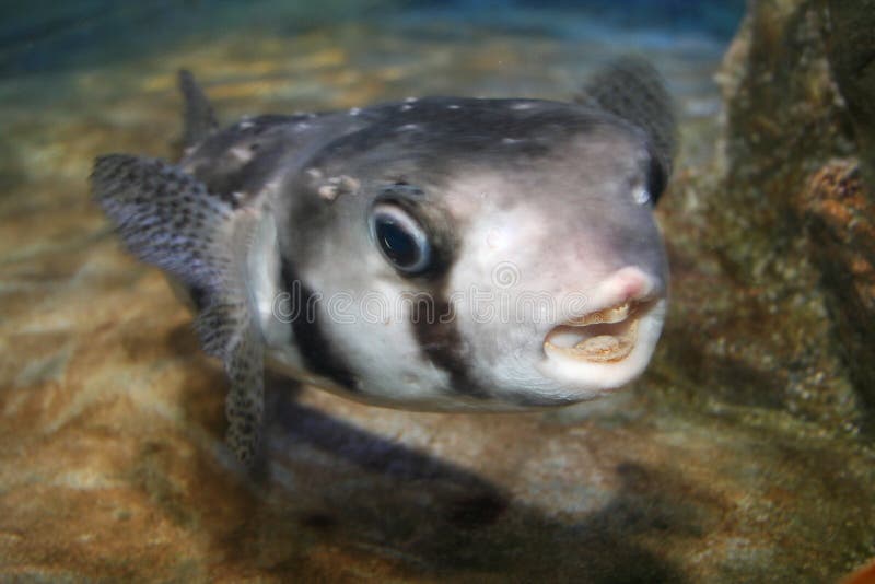 Fish with Open Mouth stock image. Image of fishes, underwater - 1327601