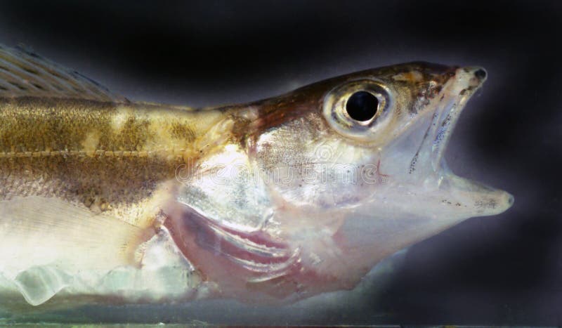 Fish with open mouth stock photo. Image of swims, view - 685578