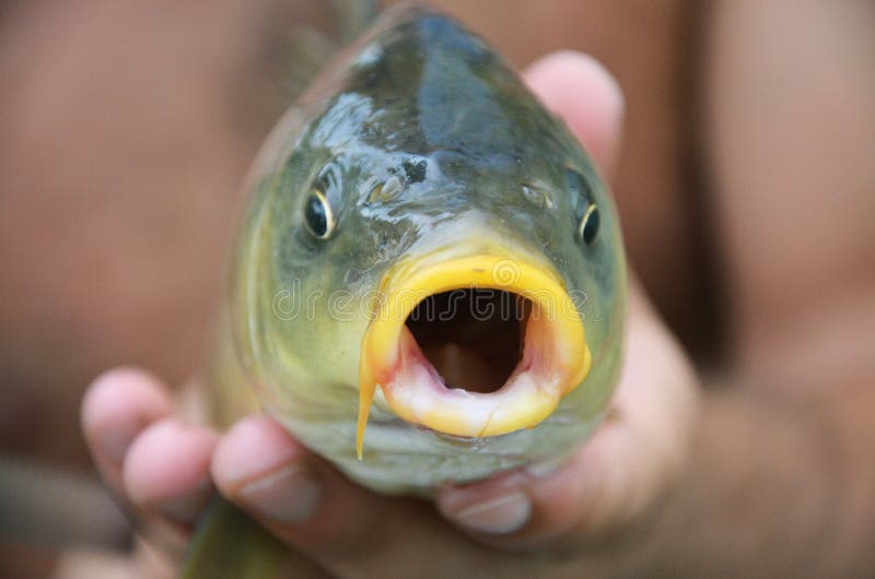 Fish with open mouth stock image. Image of water, black - 32484513