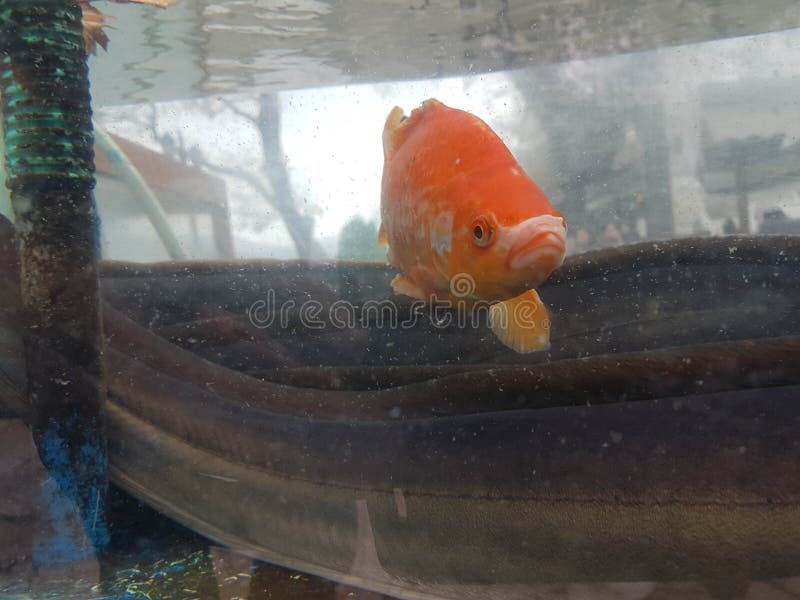 Orange aquarium fish stock image. Image of goldfish, gold - 35083079