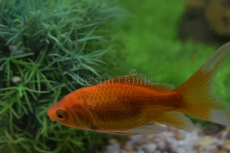 Wail Stock Photos - Download 556 Royalty Free Photos