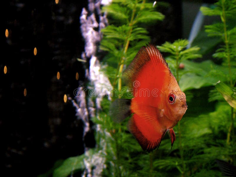 Fish - orange Discus stock photo. Image of discus, nature - 7184852