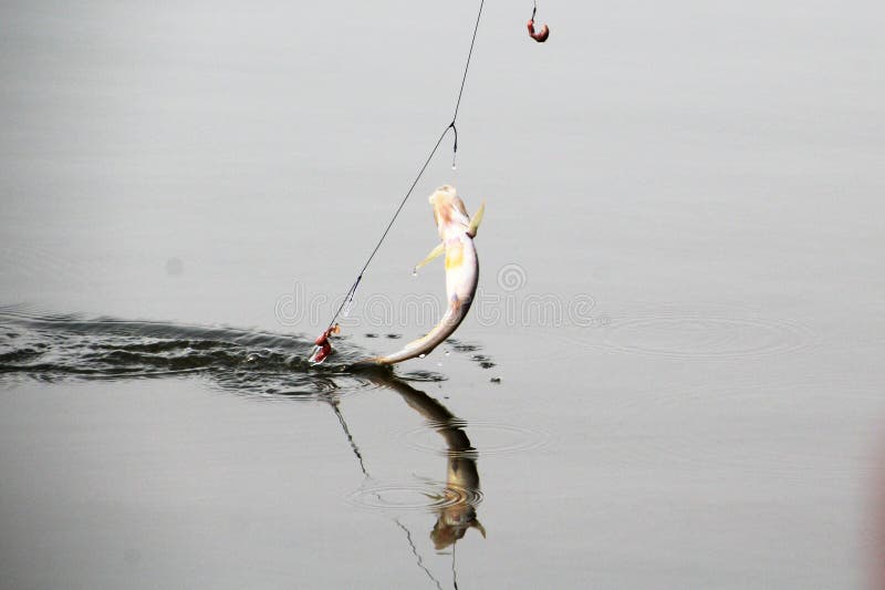 Fish out of water stock photo. Image of reflection, fish - 142786646