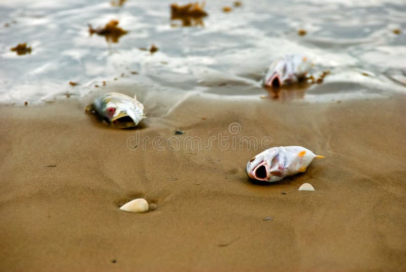 Fish out of water stock image. Image of marine, dead - 15638507