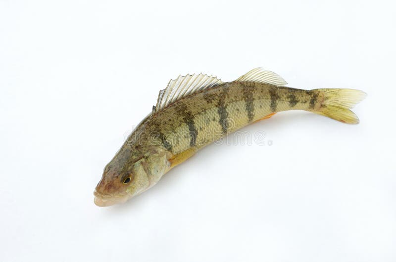 Fish Out of Water stock photo. Image of alive, mouth - 28646130