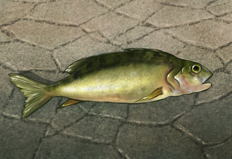 A Fish Out of Water - Digital Artwork Stock Illustration - Illustration ...