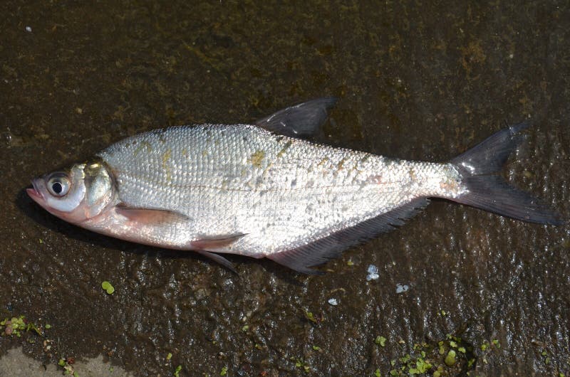 Fish out of water stock image. Image of lake, shore, healthy - 83769919