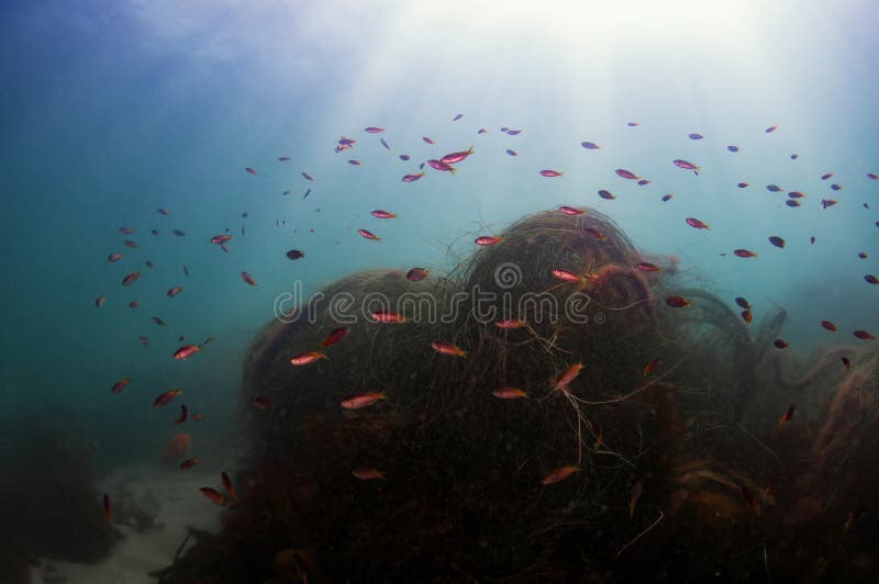 Fish Over a Sea Grass Covered Rock Stock Photo - Image of animal ...