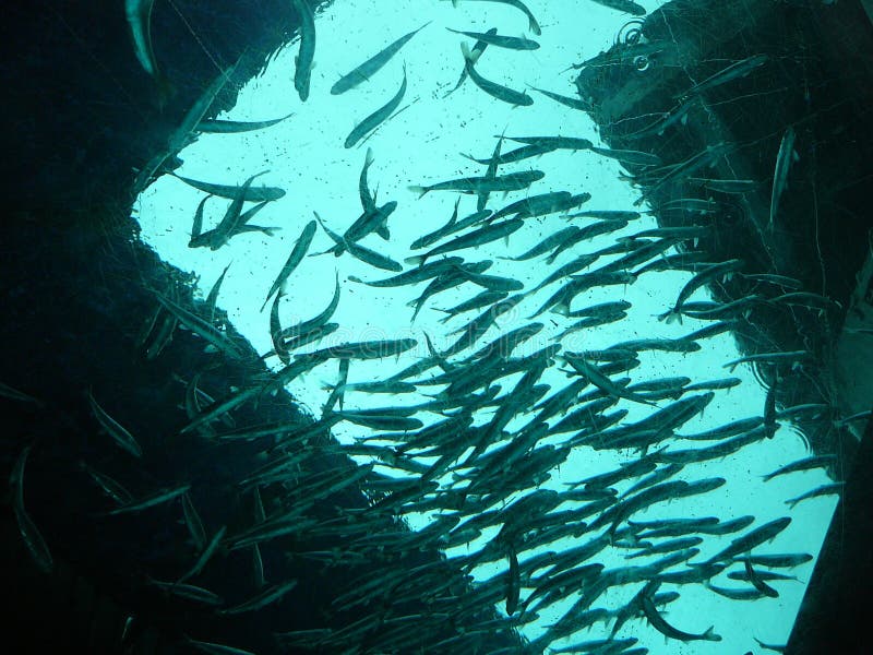 Fish Overhead stock photo. Image of life, blue, school - 26031520