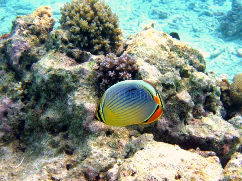 Fish : Pacific Red-Fin Butterfly Stock Image - Image of butterflyfish ...