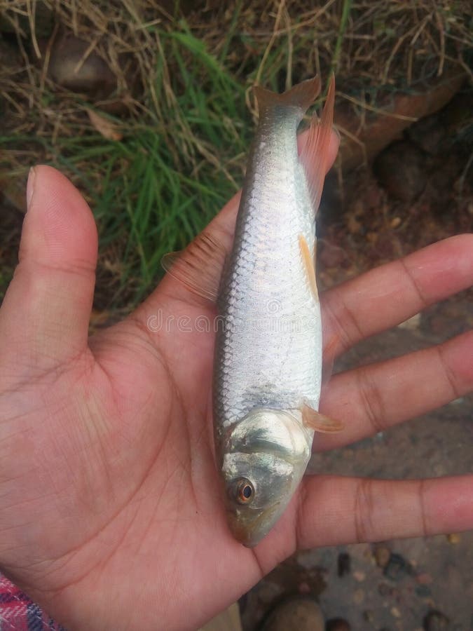 The fish in the palm stock image. Image of remove, palm - 53574107