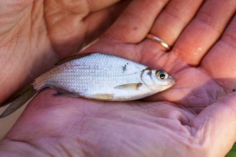 Fish in palms close up stock image. Image of palms, closeup - 226363325