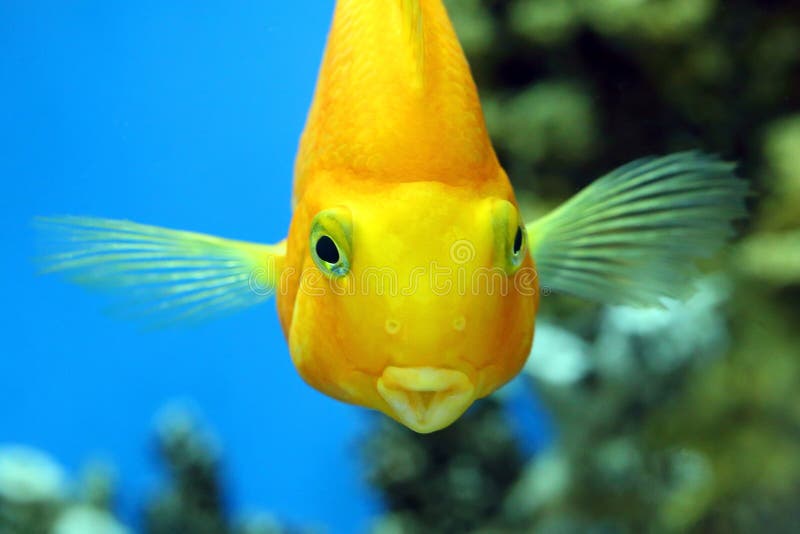 Fish parrot stock photo. Image of love, underwater, close - 45523586